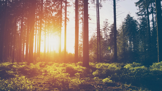 Hiker hiking in forest at sunset. hikers enjoying the awesome view at ...